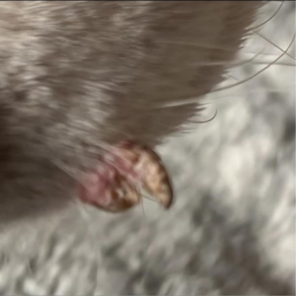 Growth On My Dogs Face Vet Help Direct